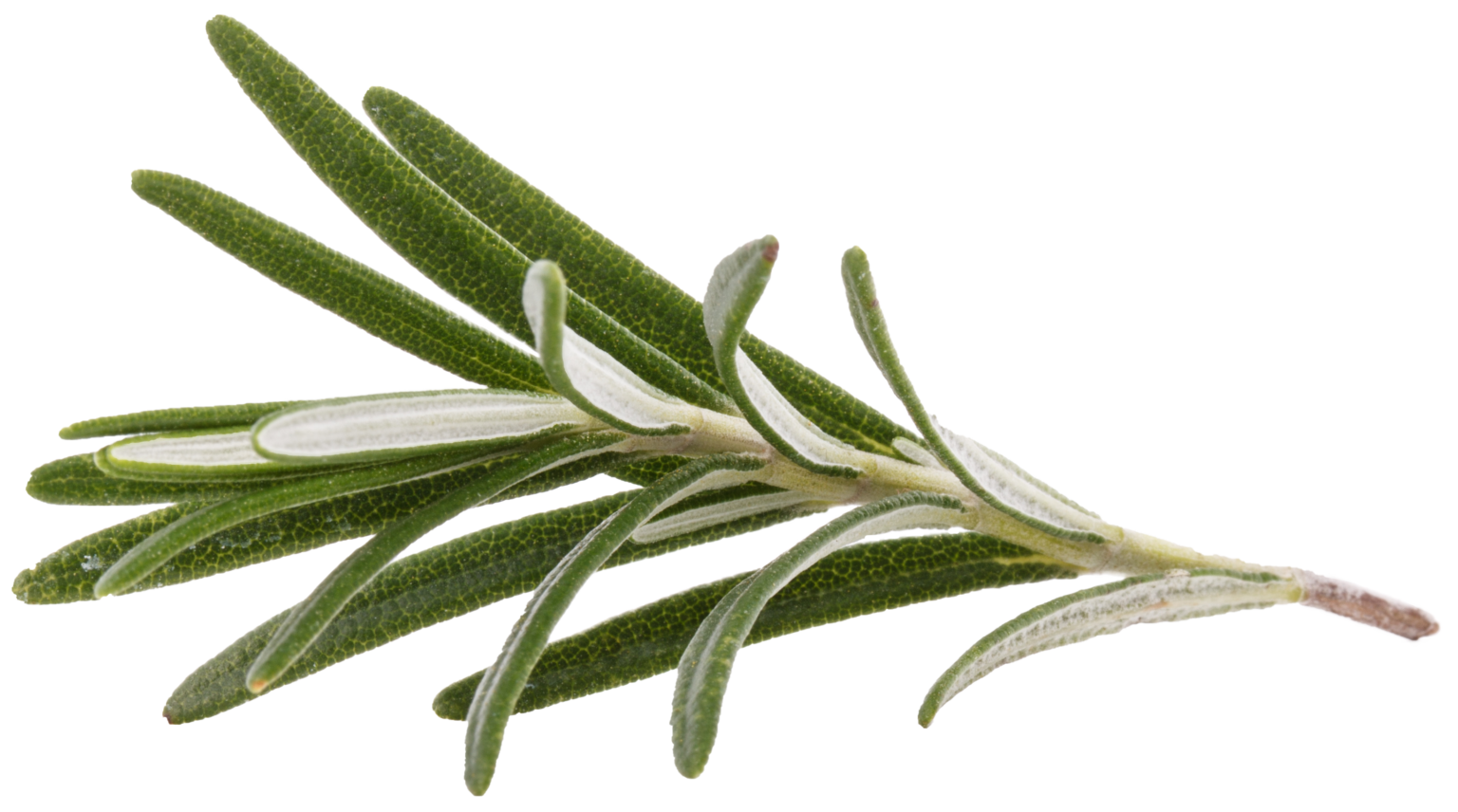 melomi – Frisches und leckeres Schulessen