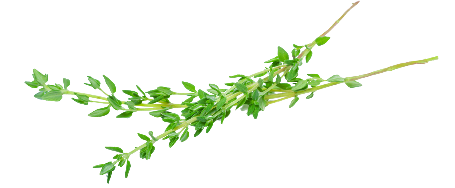 melomi – Frisches und leckeres Schulessen